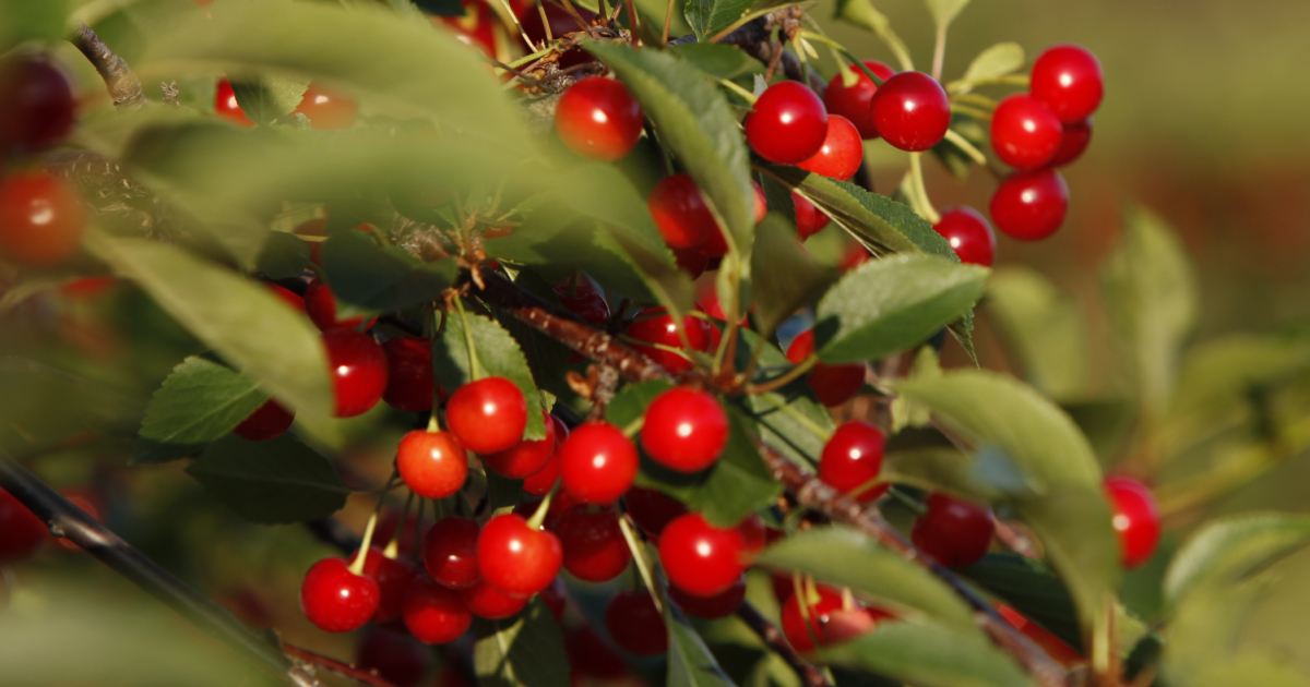 Nutraceutical Cherry Powder | CherryPURE® Tart Cherry Powder ...