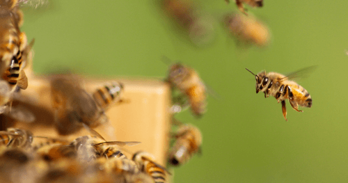 The wisdom of the hive