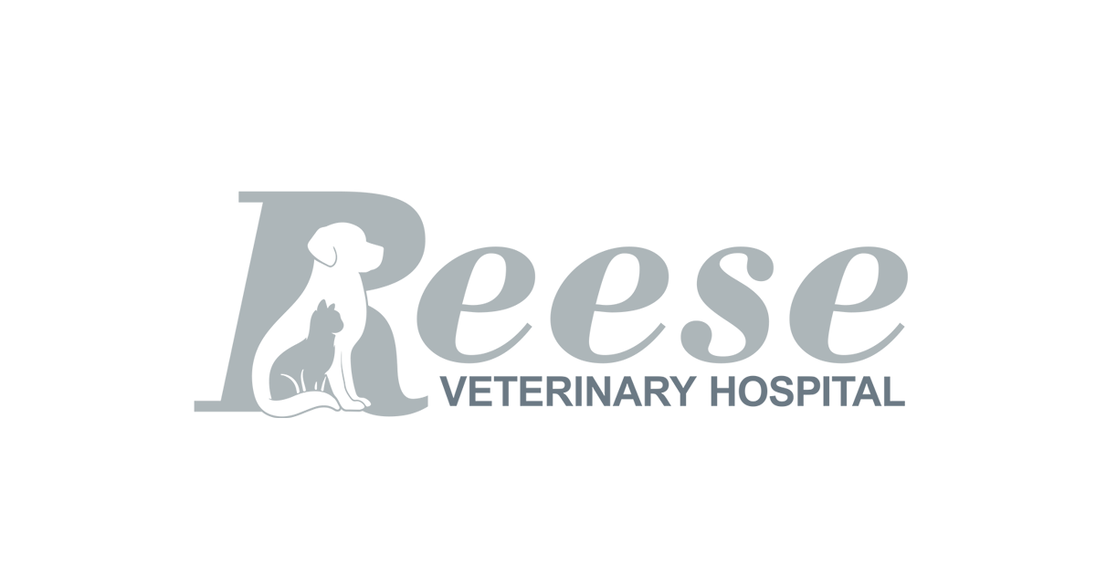 Meet Our Doctor | Dr. Hollie Reese