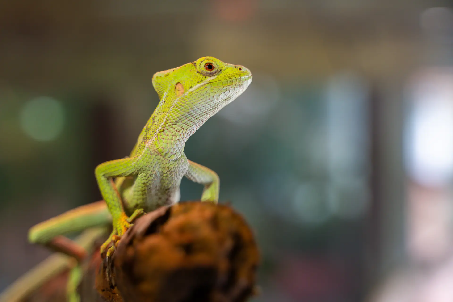 Affordable adventures in London