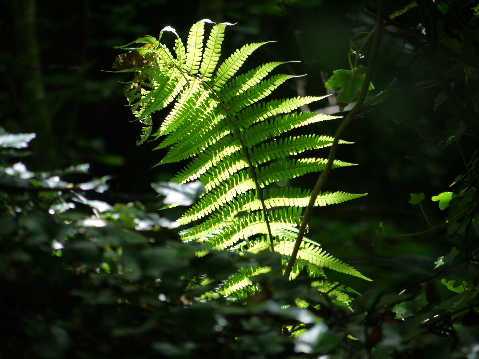 Efalia becomes a company with a mission: to take care of the ...