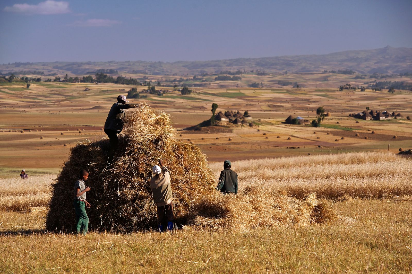 Home | Food Security Leadership Council