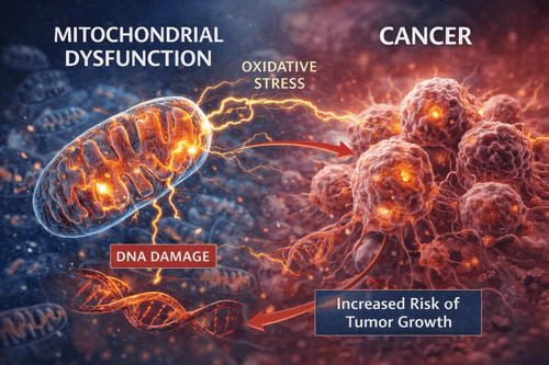 The Link Between Mitochondrial Dysfunction and Cancer: A Functional ...