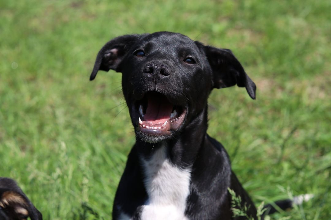 Dog bites and breed banning