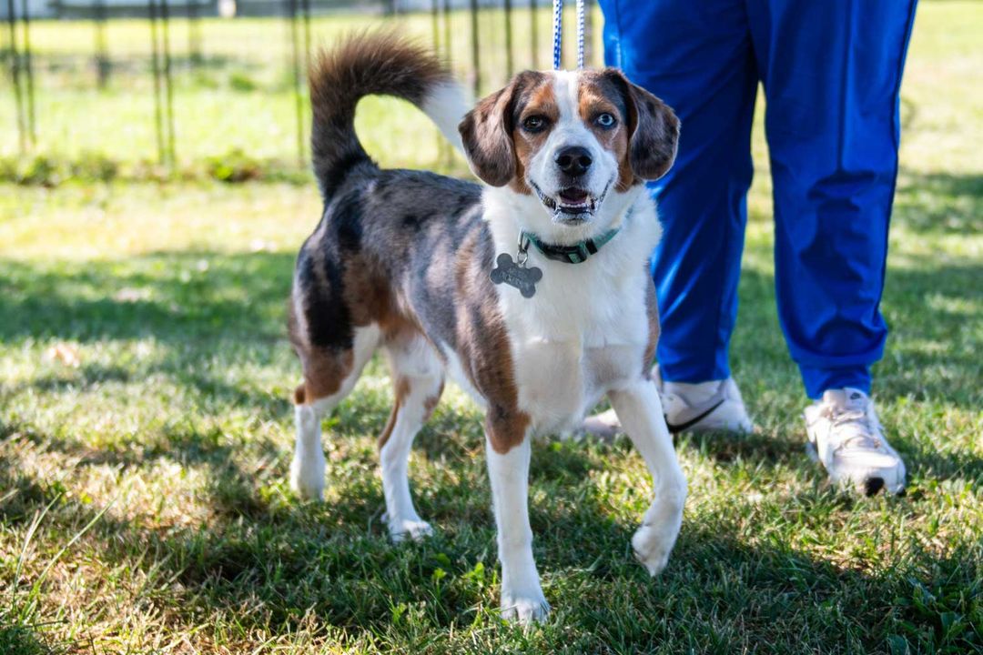 High-Quality Vet Hospital in Springfield, IL | Coble Animal Hospital