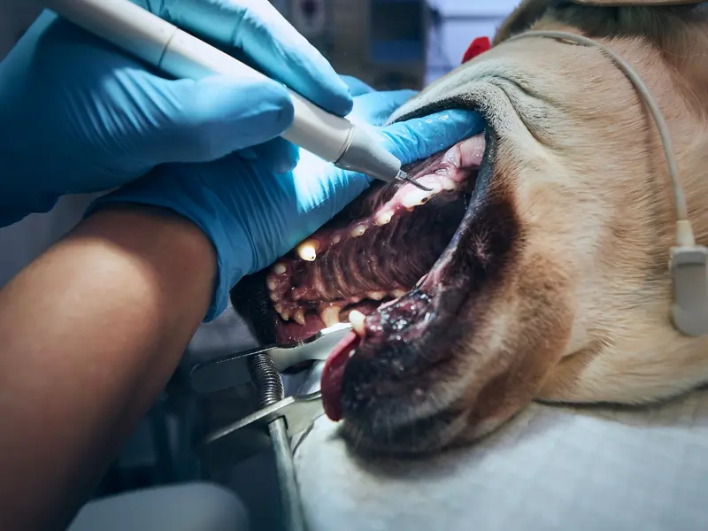 Pet Dental Surgery Melbourne | Northside Vets