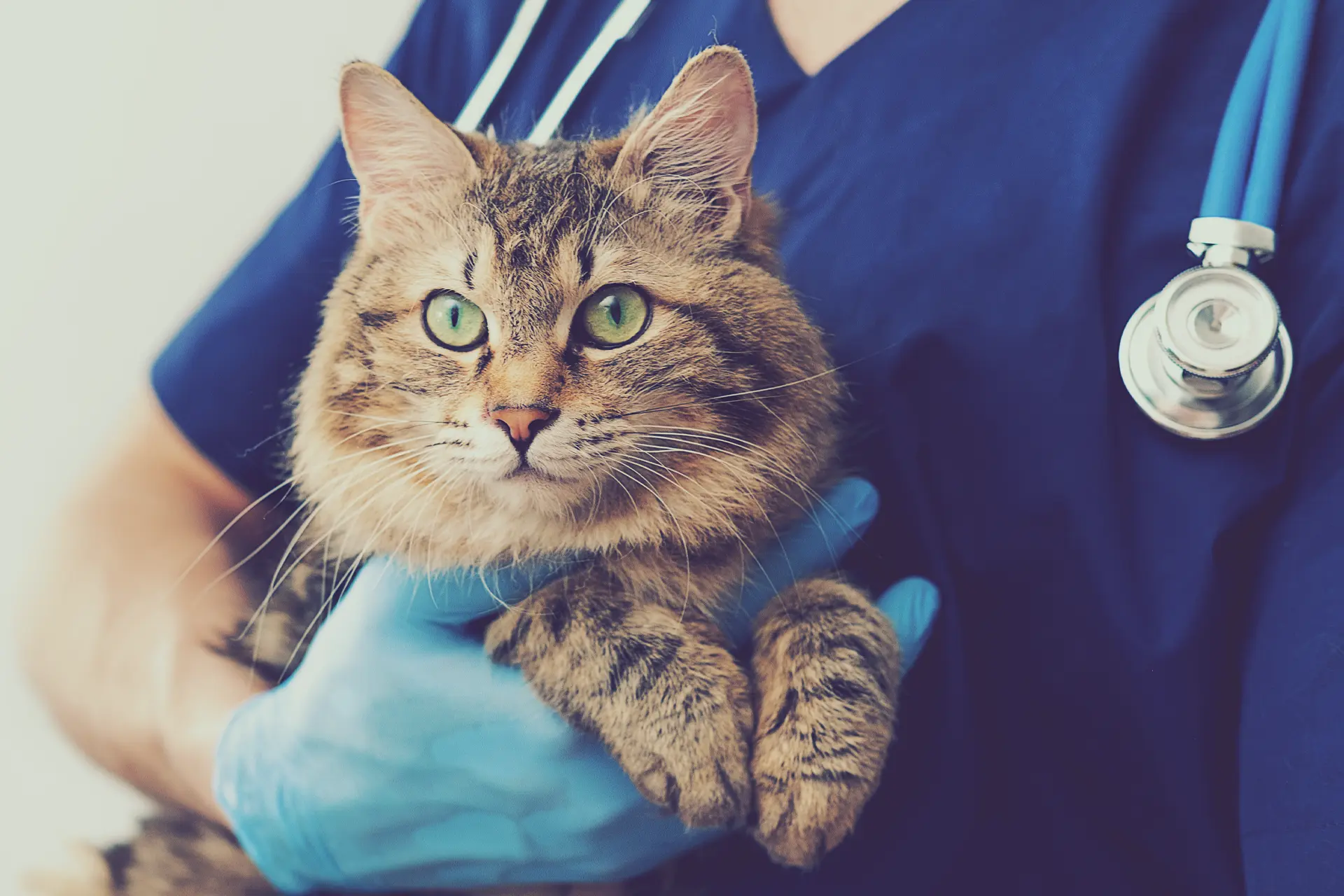 Veterinary Nurse Clinics in Melbourne | Northside Vets