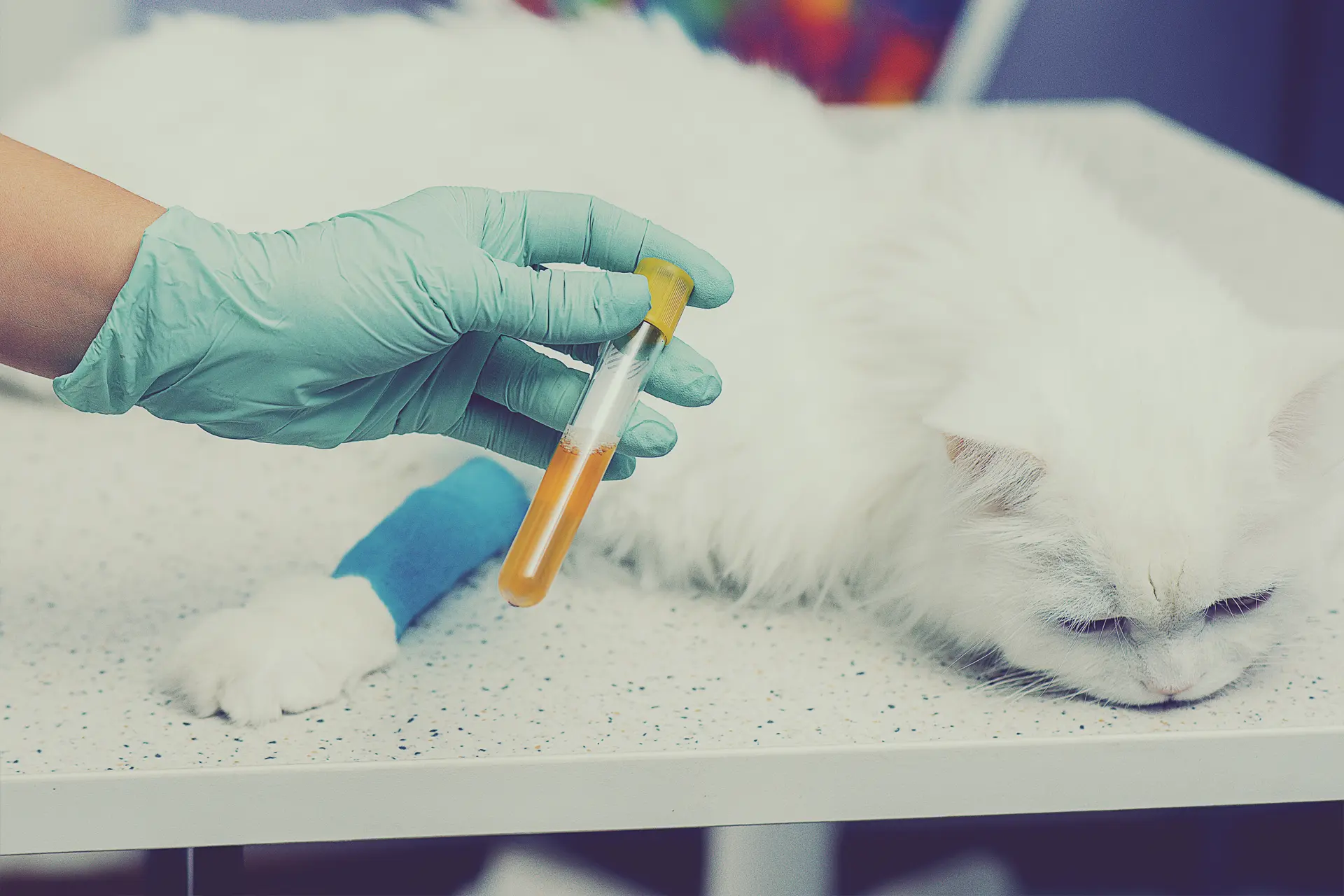 Pet Blood & Urine Tests Melbourne | Northside Vets