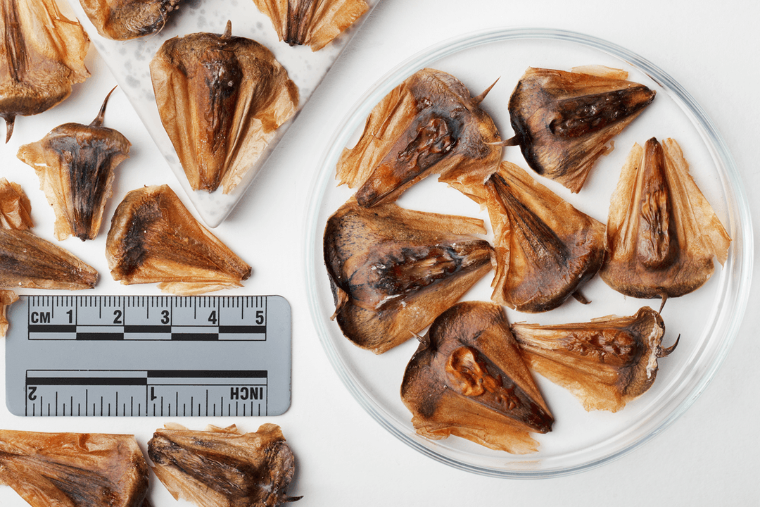 Samen leggen we de basis, van zaadje tot succes | Evanthia