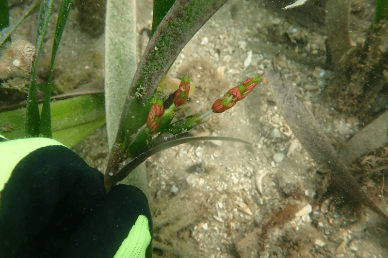 Report a Seagrass Sighting | Posidonia australis Flowers & Fruits