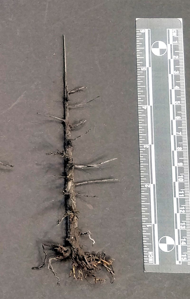 Lying Snag 4 to 6 Inches - Coastmans