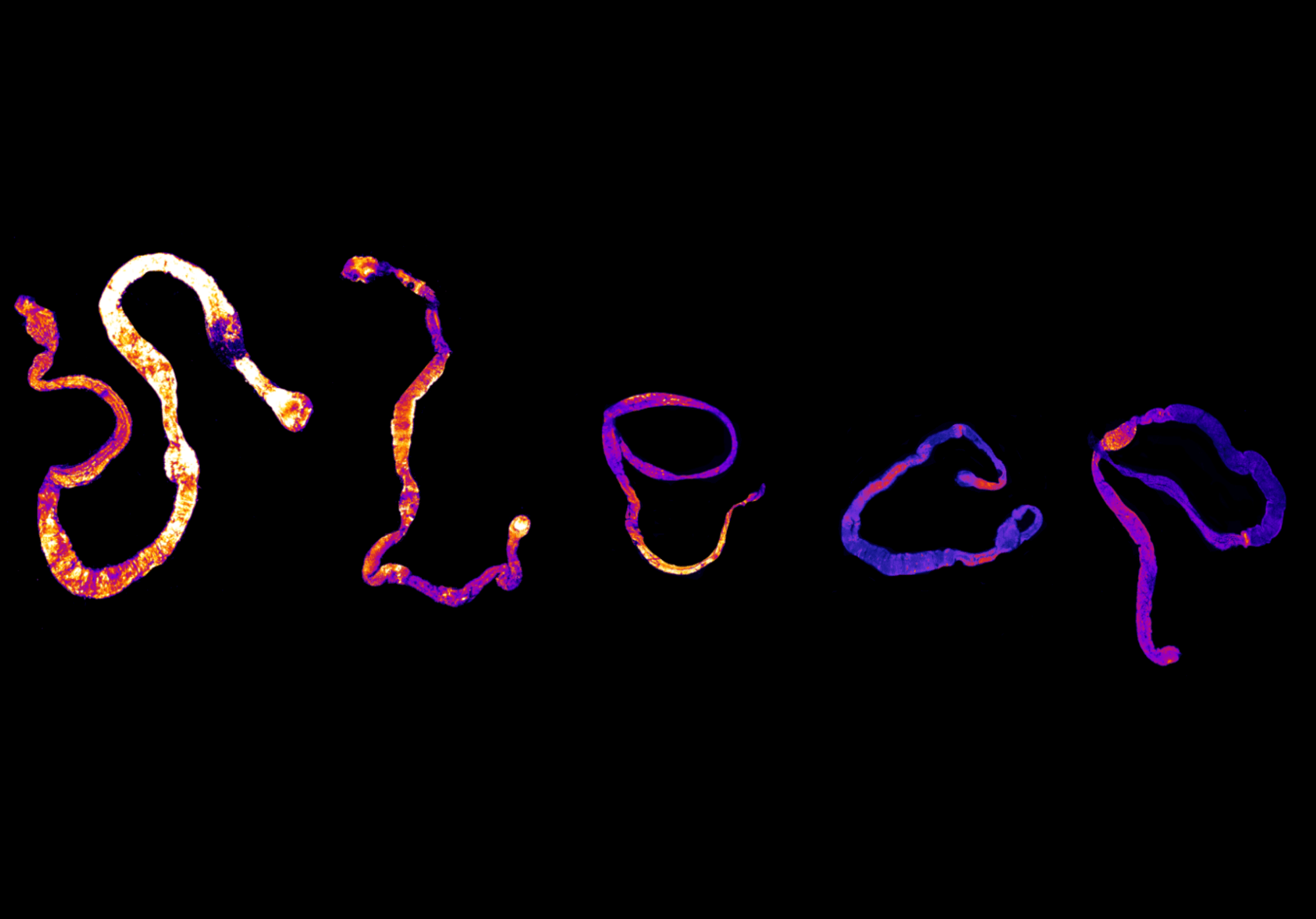 Dragana Rogulja, PhD - Harvard Yang Tan Collective