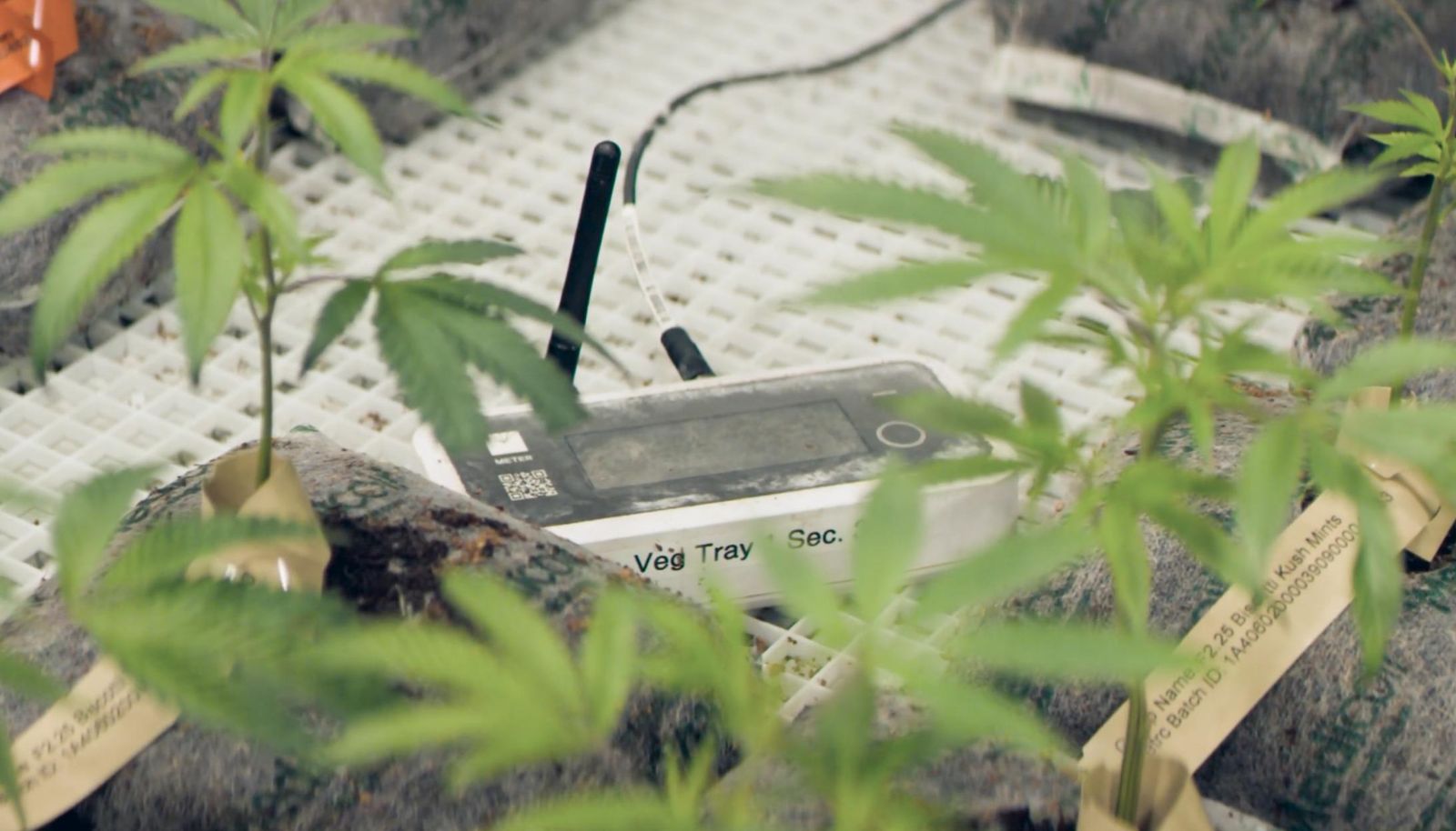 Continuous improvement in cannabis processing | AROYA