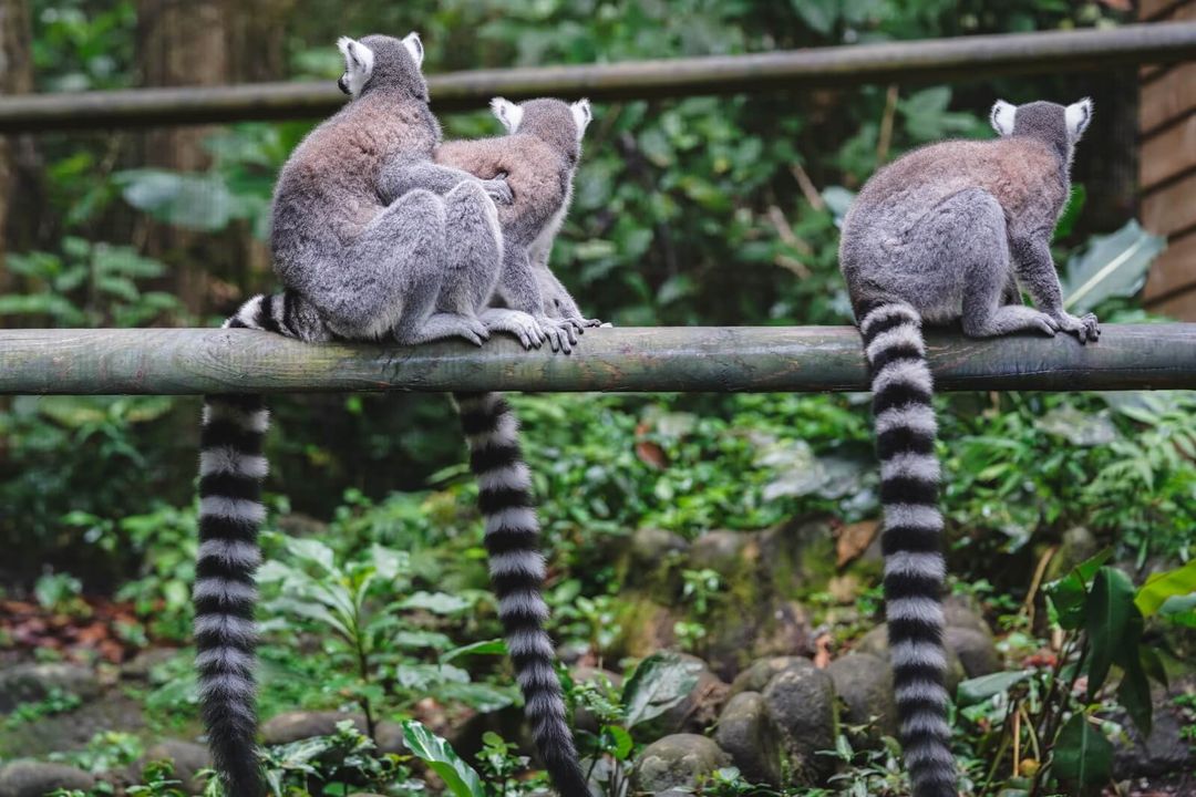 About us | Zoo de Guadeloupe