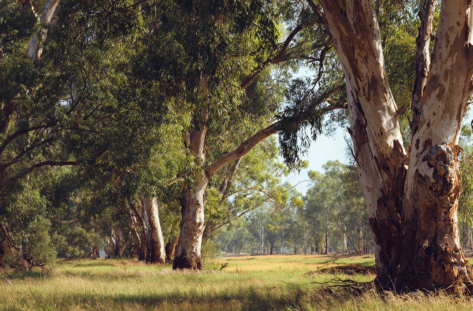 Tree Logistics | Tree Removal