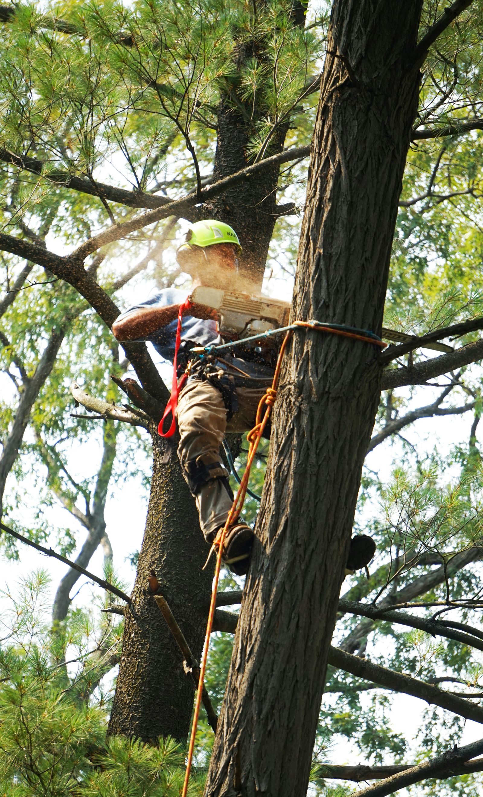 Western Red Tree Services | Certified Arborist on Vancouver Island