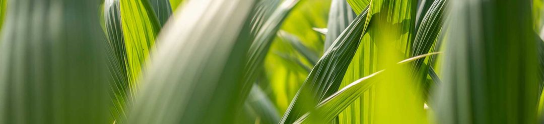 Contacto Coco Colima | Teléfono, Ubicación y Correo