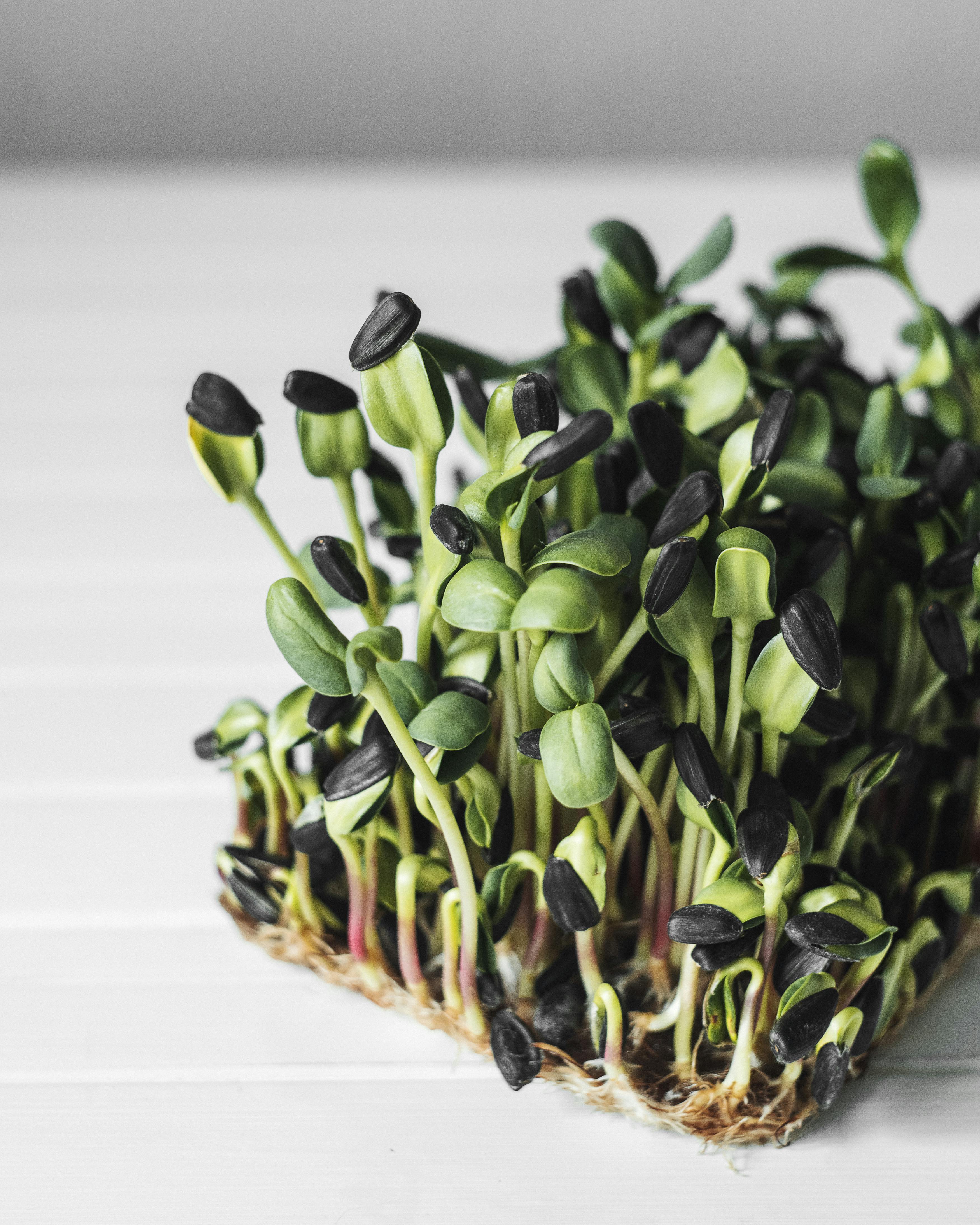 40% Yield Increase in Sunflower Microgreens With No Additional Input