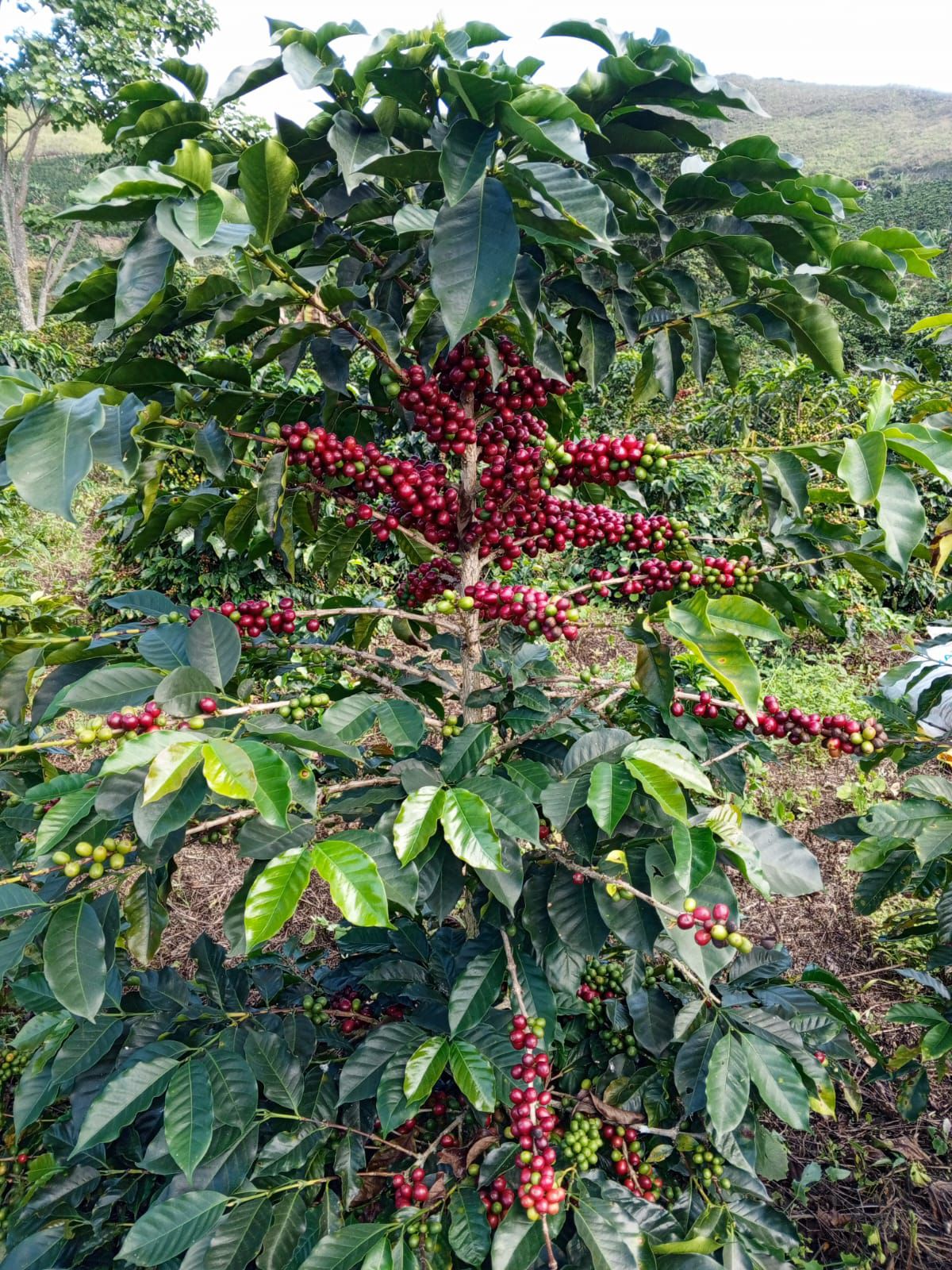Yessenia's Pink Bourbon Washed by Yessenia Romero