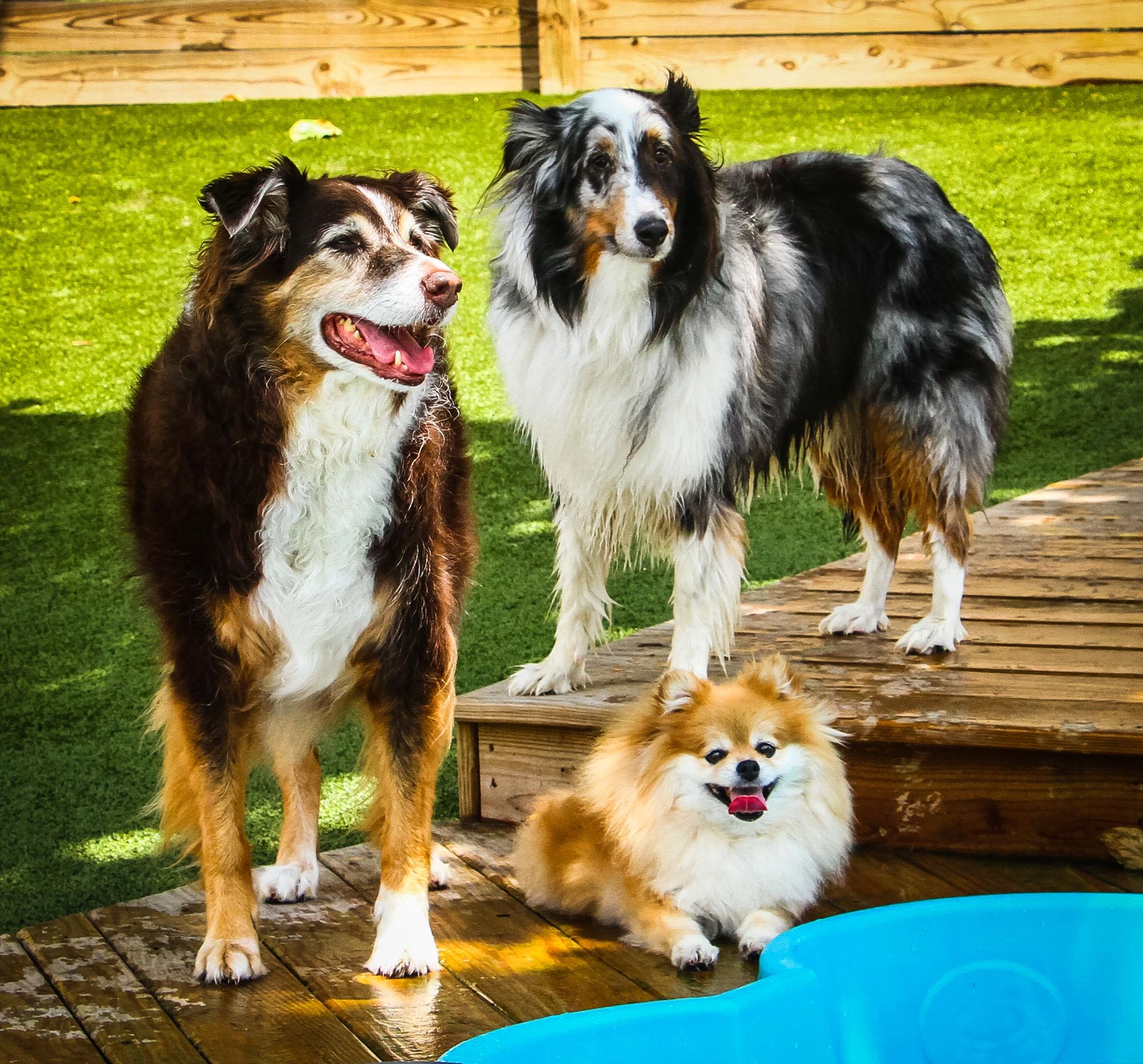 Home | Pet Resort | Stay Pet in Hanover, MD