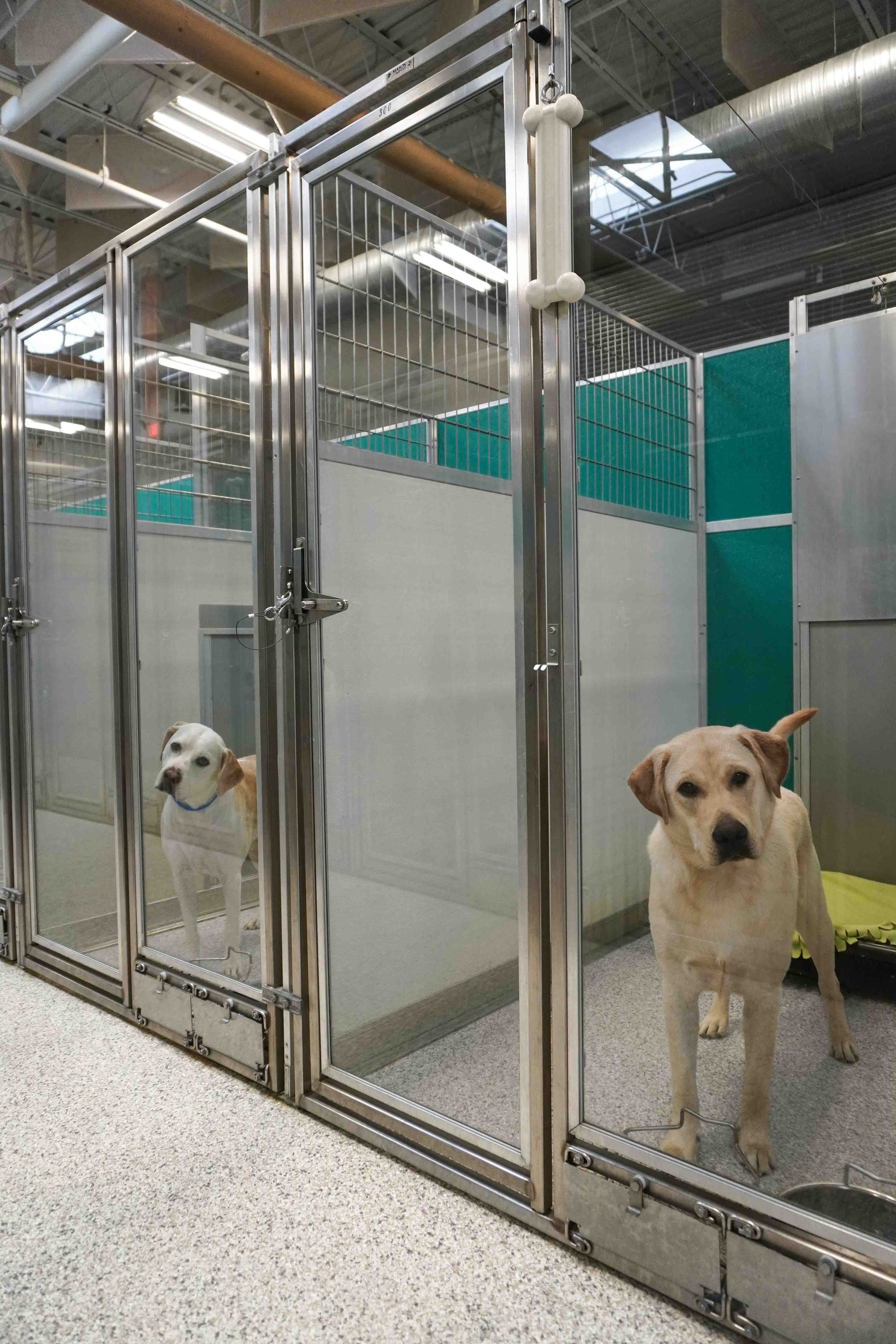 BOARDING - Stay Pet in Hanover, MD