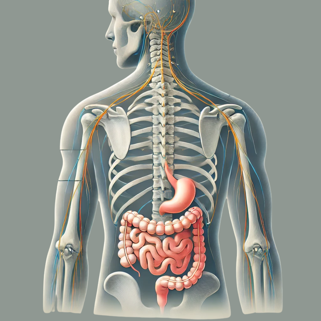 Atlas Misalignment & Digestive Health | Upper Cervical Chiropractic Care