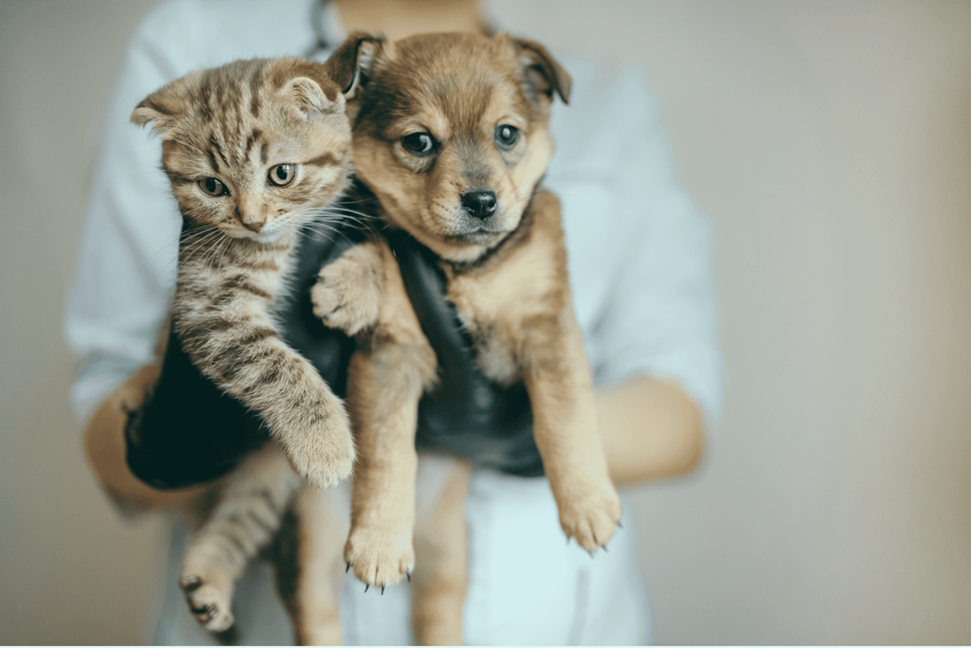 Heatstroke in San Diego Pets: Emergency Signs and What to Do
