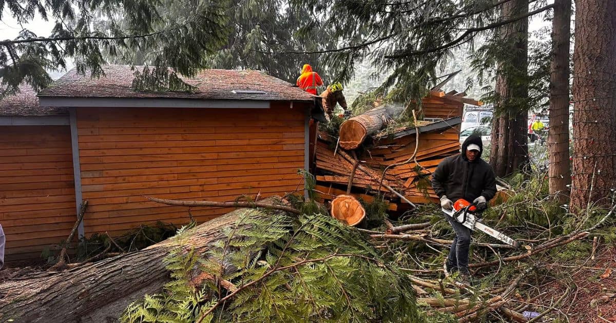 Tree Removal Services in Sammamish, WA | HG Tree Services