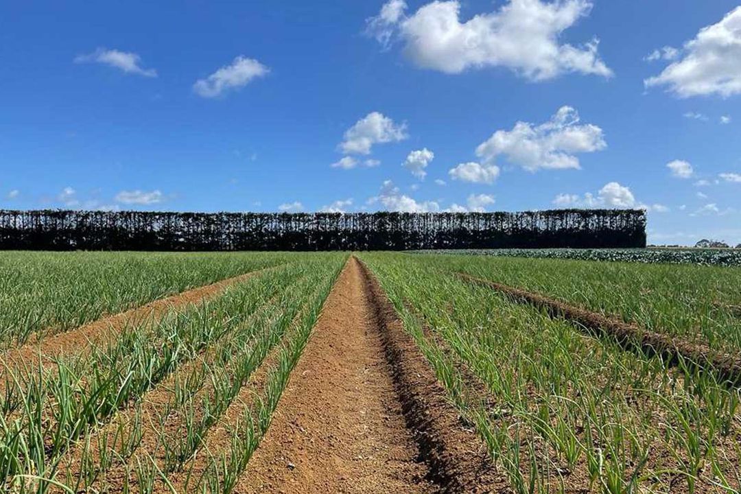 The demo onion farm using smart Kiwi tech to reduce fungicide use ...