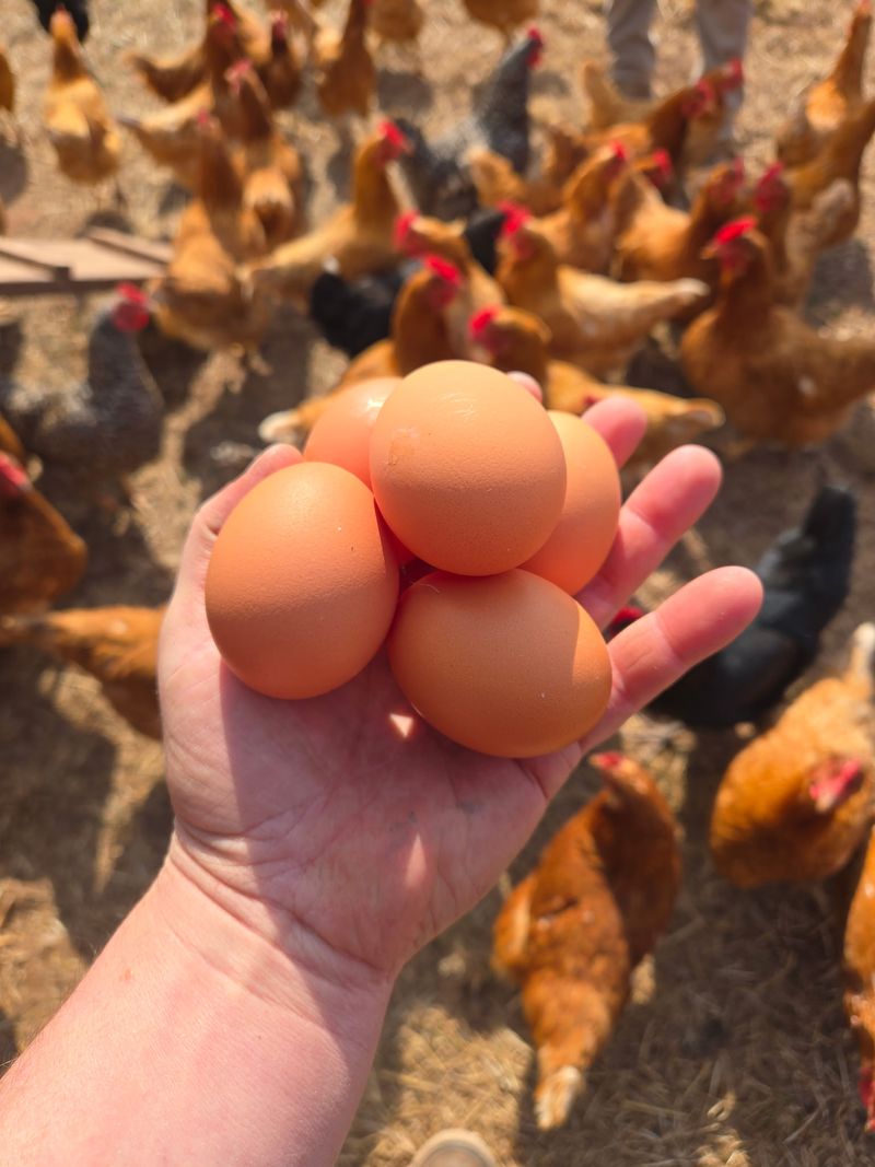 Living Hope Farm | Certified Naturally Grown Produce from Harleysville, PA