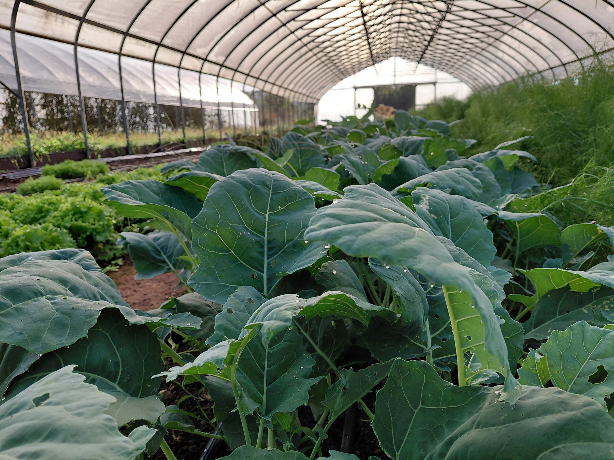 Living Hope Farm | Certified Naturally Grown Produce from Harleysville, PA
