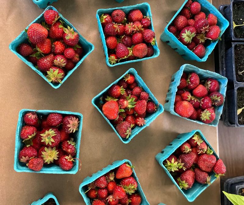 Living Hope Farm | Certified Naturally Grown Produce from Harleysville, PA