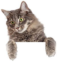 Hilltop Veterinary Clinic - Dental Radiographs