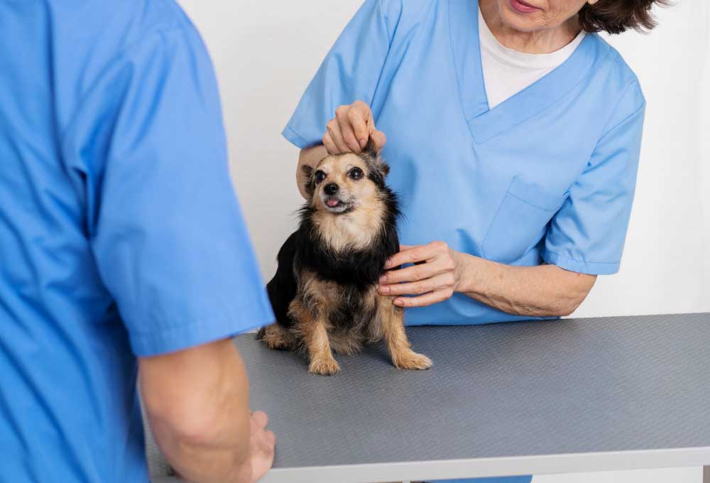 Hilltop Veterinary Clinic - Dental Radiographs