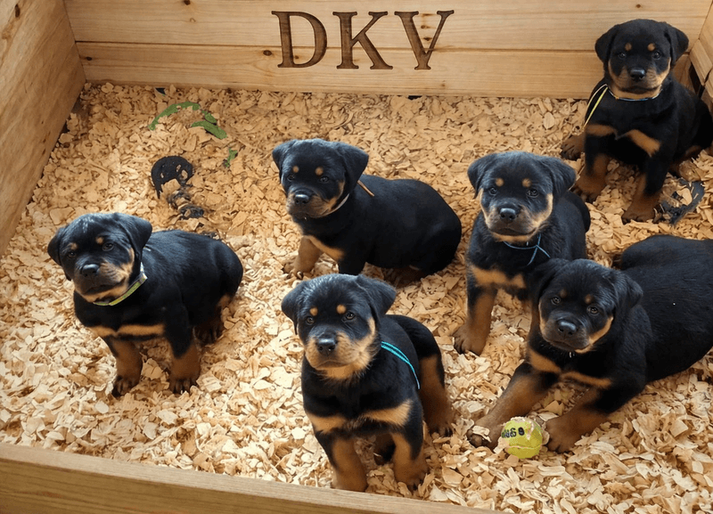 DKV Rottweilers Litter Journal | Rottweiler Puppy Development Videos ...