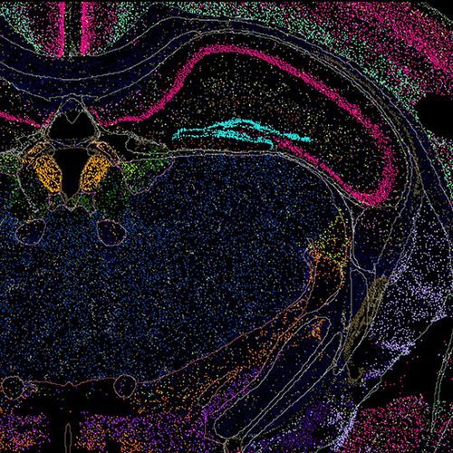 Brain Science | Allen Institute