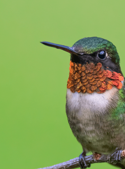 The Birding Insights | When Do Ruby-throated Hummingbirds Arrive? A ...